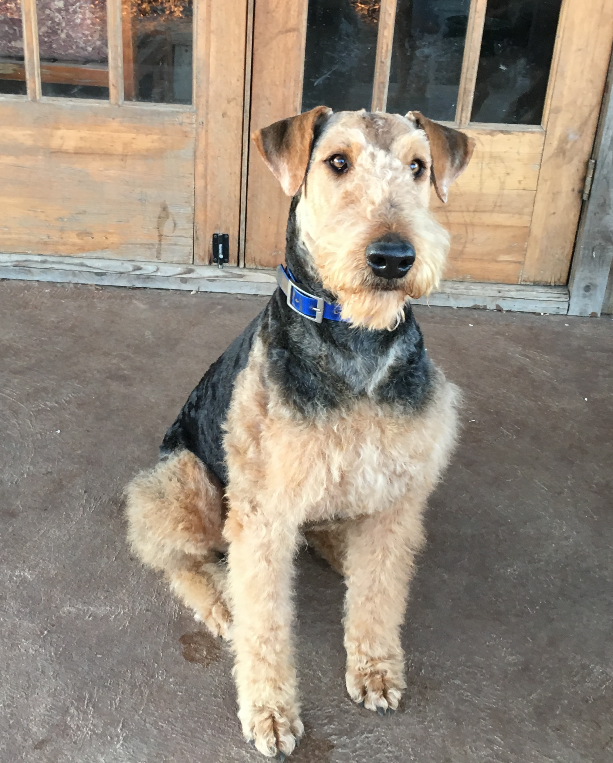 Gallery – Joy's Airedale's